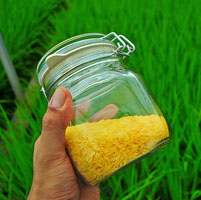 El valor del arroz dorado para combatir la deficiencia de Vitamina A en ...
