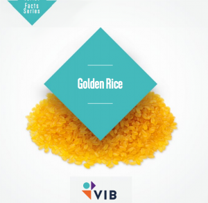 El valor del arroz dorado para combatir la deficiencia de Vitamina A en ...