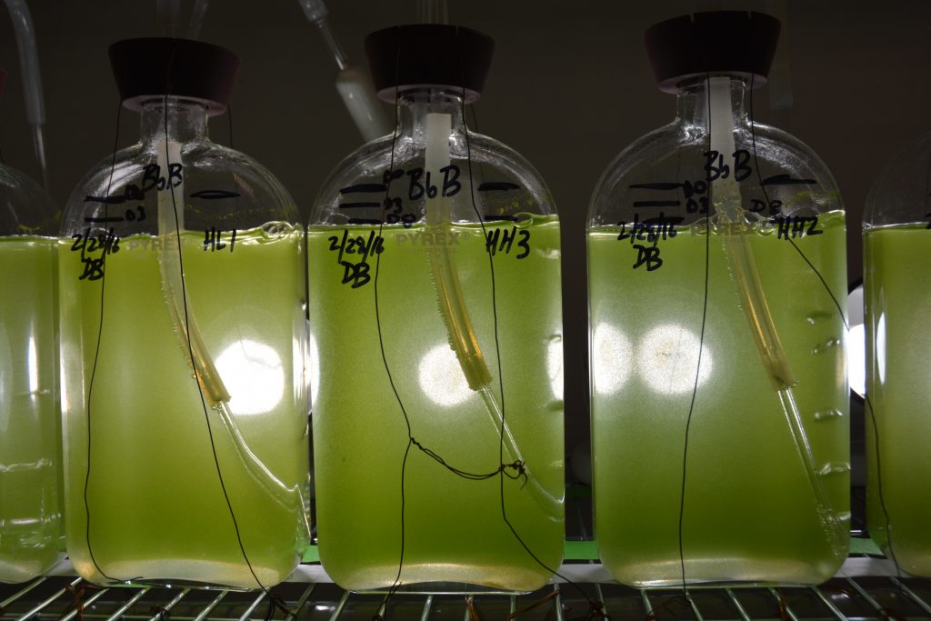Secuencian el genoma de una microalga capaz de producir biocombustible ...
