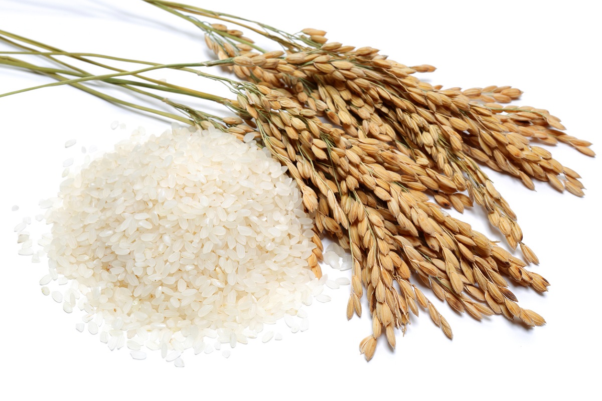 Desarrollan arroz modificado genéticamente capaz de reducir la presión ...