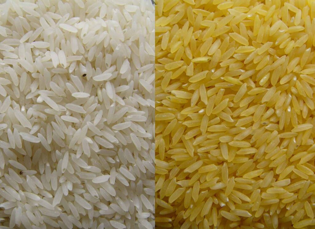 El arroz dorado podría suministrar hasta el 50% del requerimiento ...