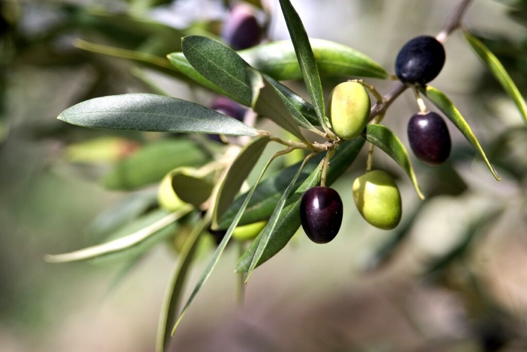 La hormona vegetal citoquinina regula el crecimiento y desarrollo de ...
