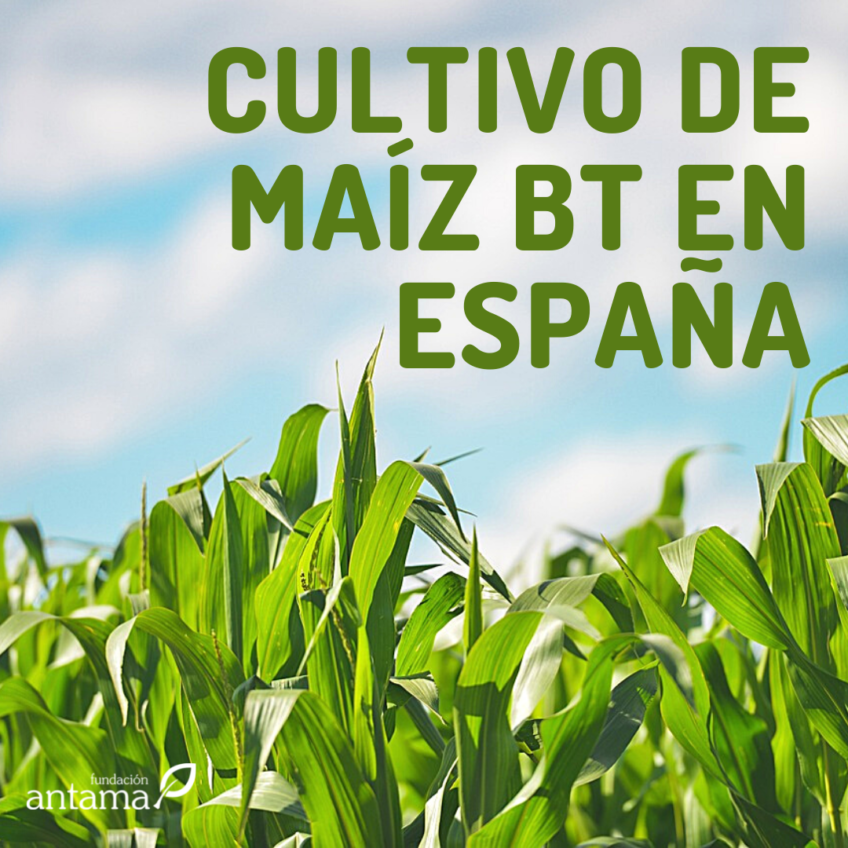 La hormona vegetal citoquinina regula el crecimiento y desarrollo de ...