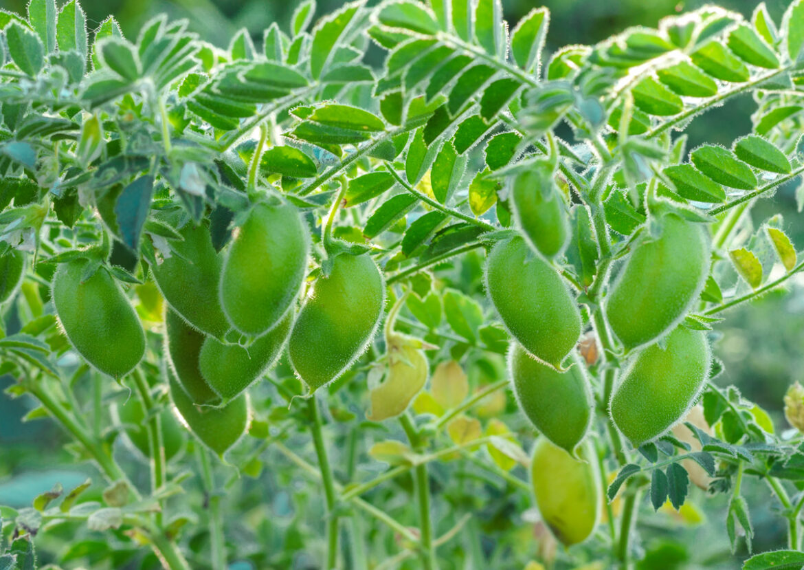 Desarrollan tomates transgénicos tolerantes a la sequía, resistentes a ...
