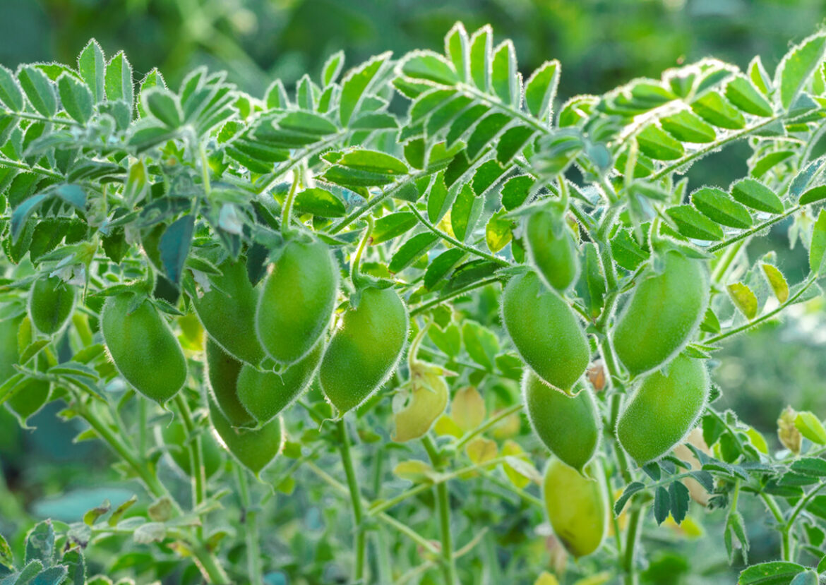 Descubren genes que influyen en el tiempo de floración de los garbanzos ...