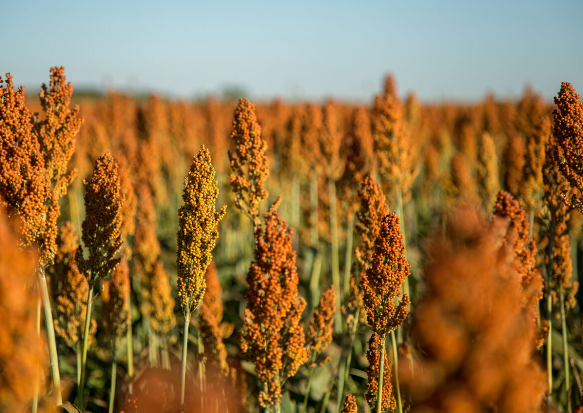 La resecuenciación del genoma completo del sorgo proporciona ...