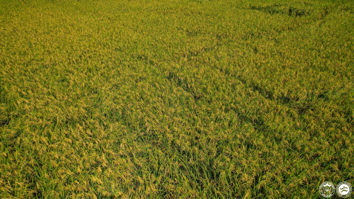 La primera siembra de arroz dorado en Filipinas termina con más de 100 ...