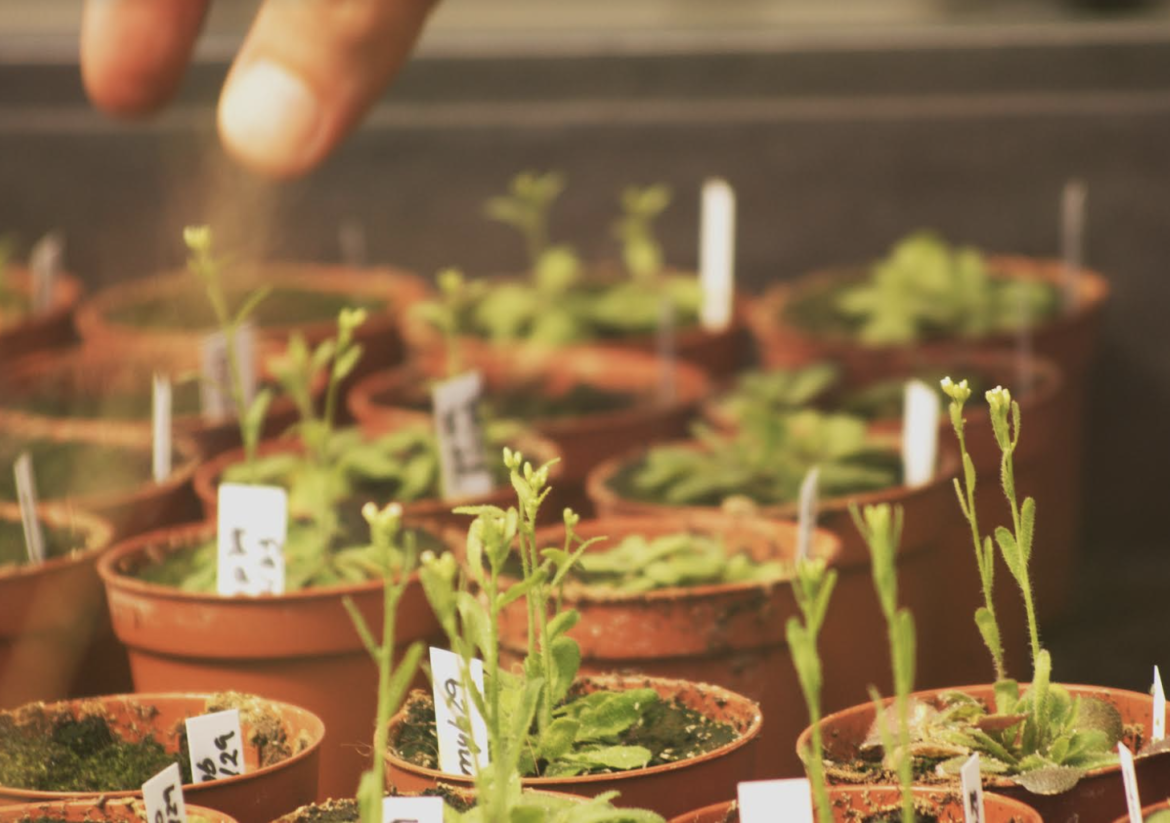 Nace FITONET, la red social de la biodiversidad vegetal - Fundacion Antama