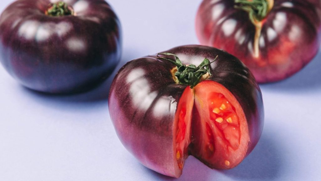 Tomates burdeos, desarrollo chileno para enfrentar condiciones de ...