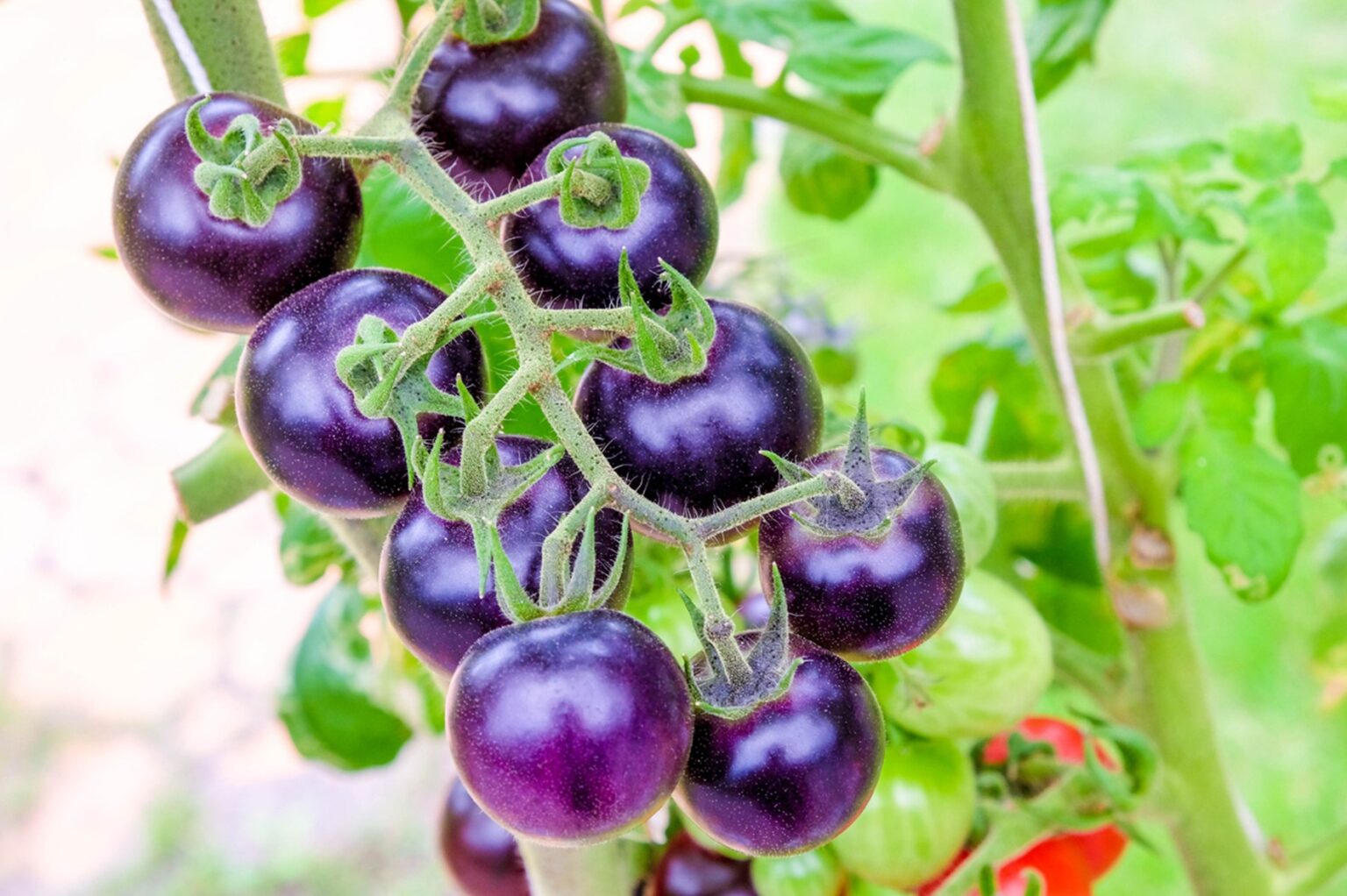 Australia aprueba la comercialización de un tomate morado modificado ...